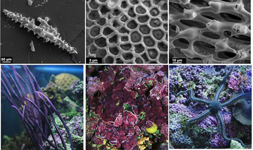 The Lara Estroff Group - Bio-Inspired Materials Synthesis - Department ...